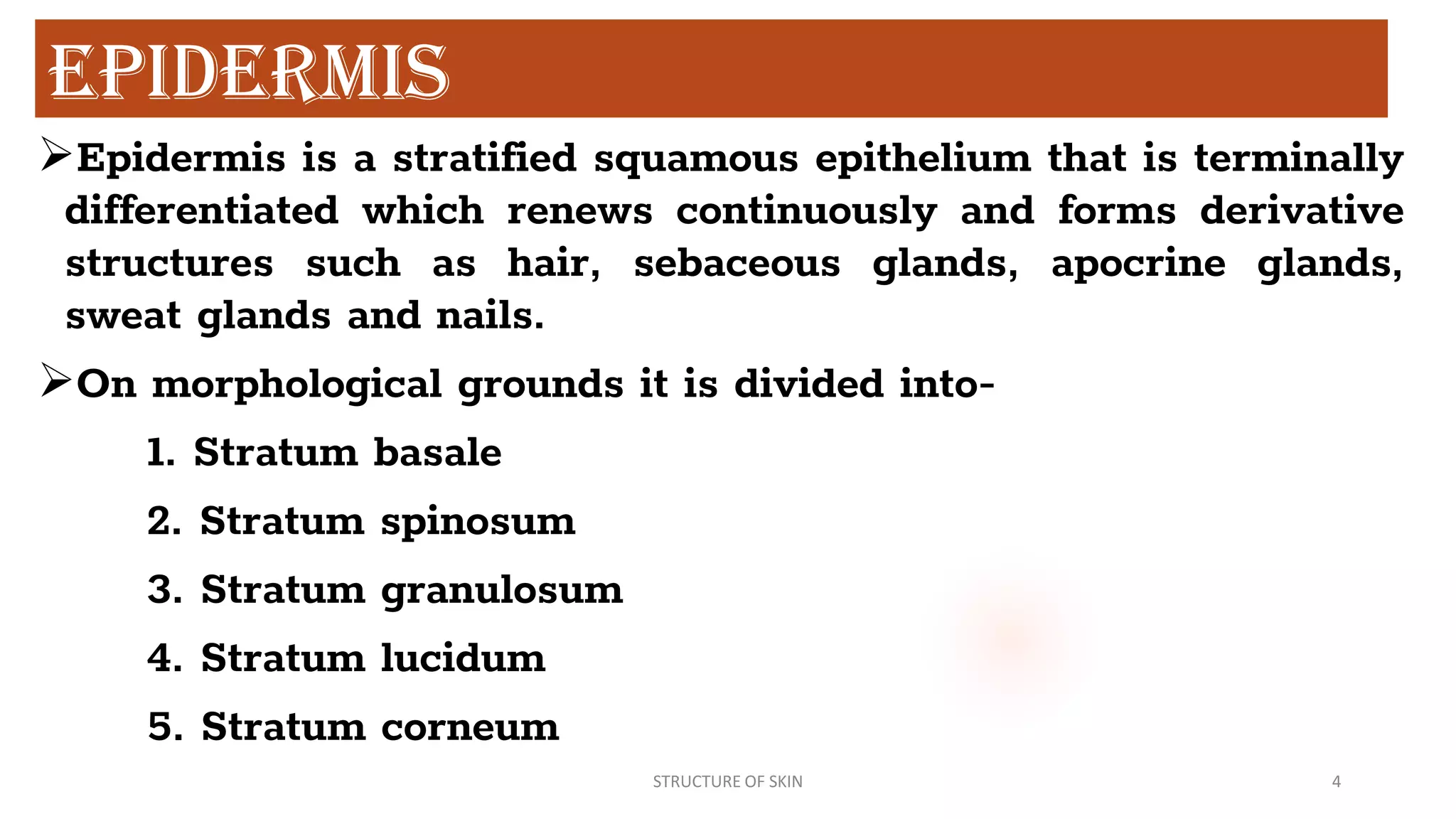 Structure of Skin | Layers of Skin | PDF