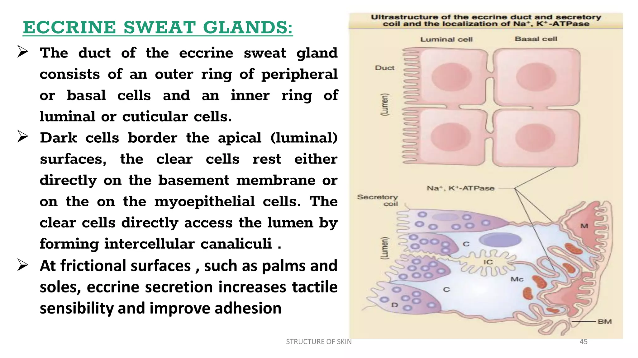 Structure of Skin | Layers of Skin | PDF