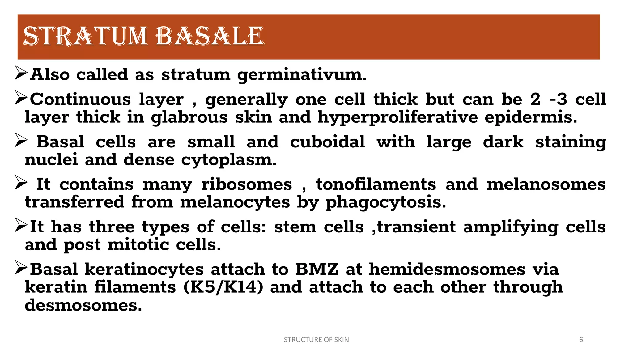 Structure of Skin | Layers of Skin | PDF