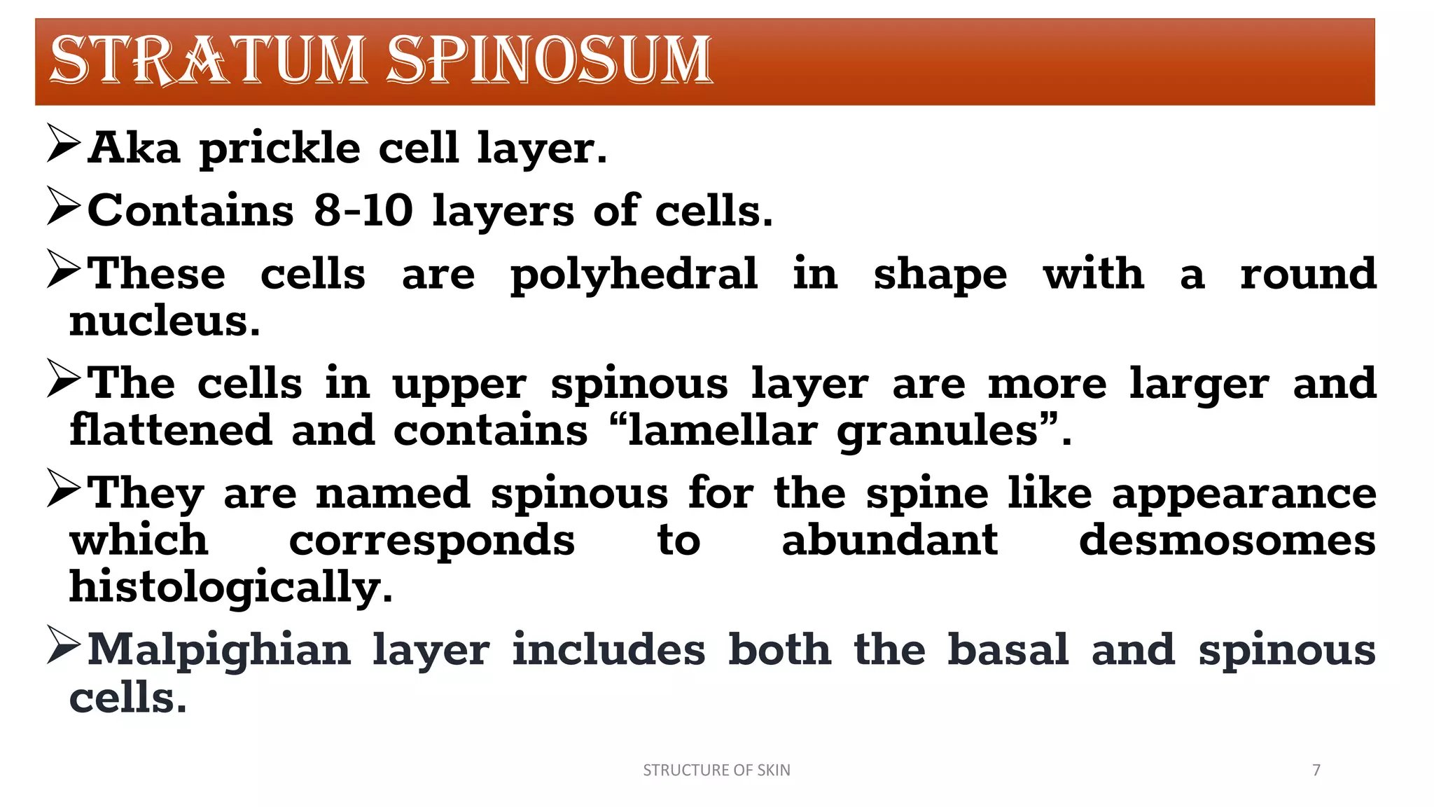 Structure of Skin | Layers of Skin | PDF