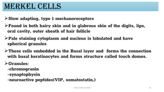 Structure of Skin | Layers of Skin | PDF