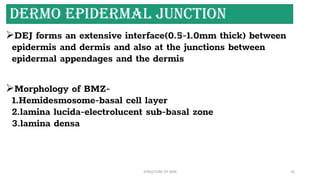 Structure of Skin | Layers of Skin | PDF