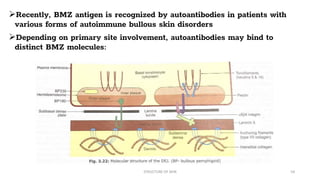 Structure of Skin | Layers of Skin | PDF