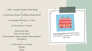 Structure of skin represented by Vadamodula Bhanu | PPTX