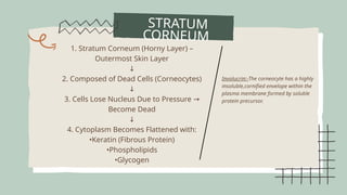 Structure of skin represented by Vadamodula Bhanu | PPT