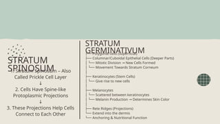 Structure of skin represented by Vadamodula Bhanu | PPTX