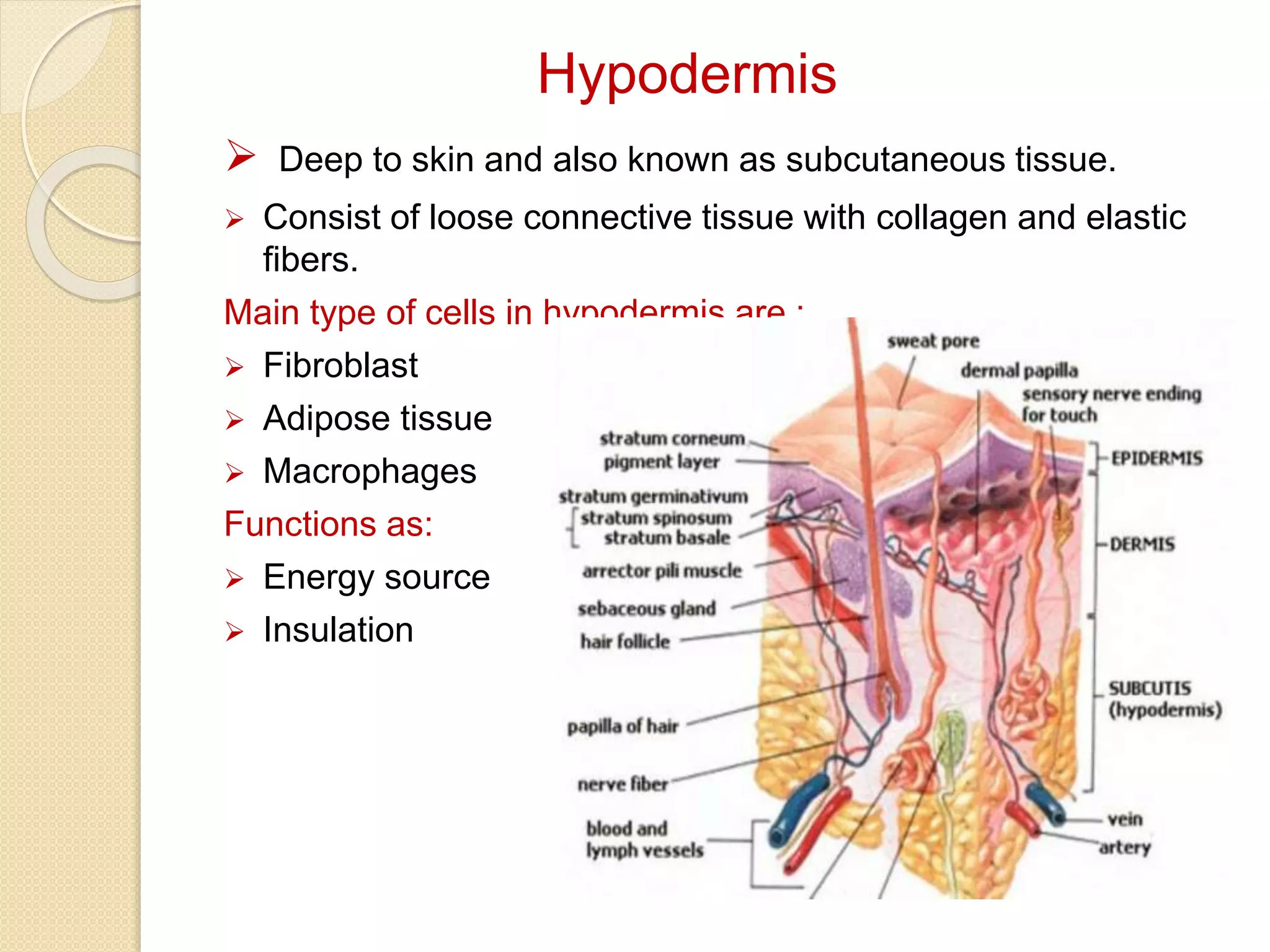 Structure of skin and skin relating problems | PDF