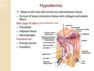 Structure of skin and skin relating problems | PDF