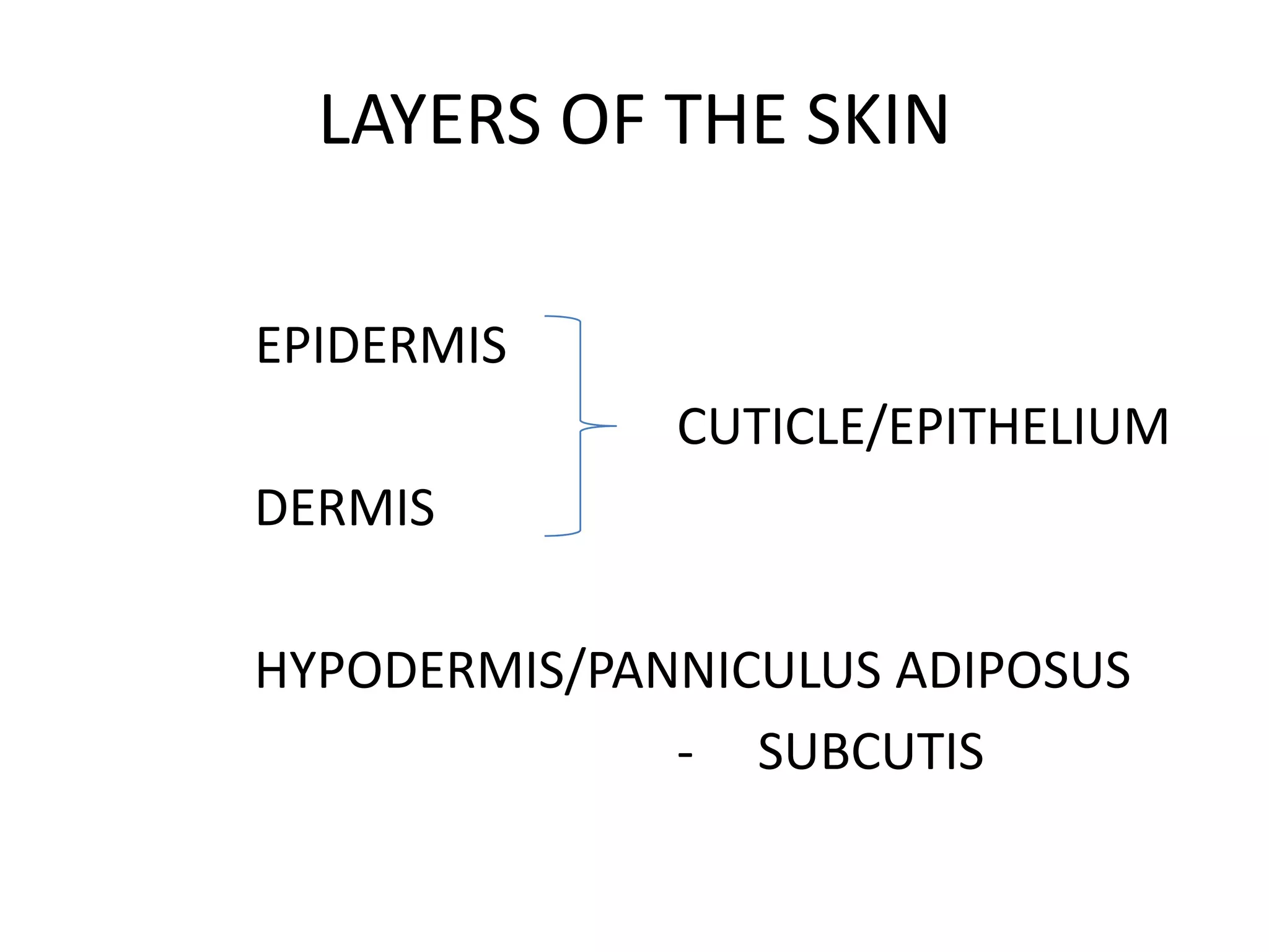 Structure of Skin by Aseem | PPTX