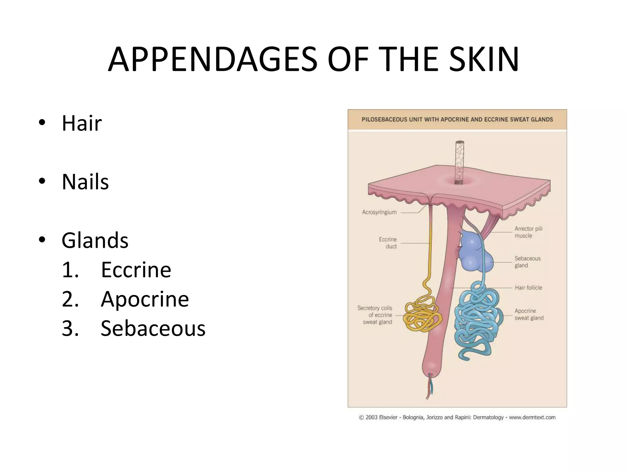 Structure of Skin by Aseem | PPTX