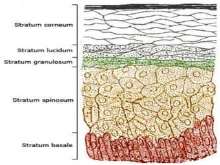Structure of Skin by Aseem | PPTX
