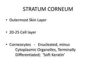 Structure of Skin by Aseem | PPTX