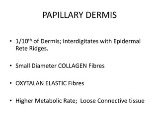 Structure of Skin by Aseem | PPTX