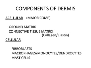 Structure of Skin by Aseem | PPTX