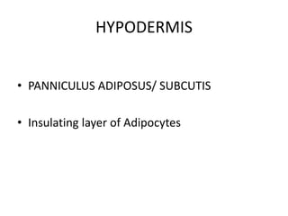 Structure of Skin by Aseem | PPT
