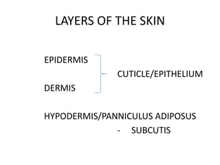 Structure of Skin by Aseem | PPTX