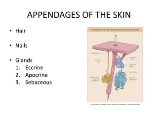 Structure of Skin by Aseem | PPTX