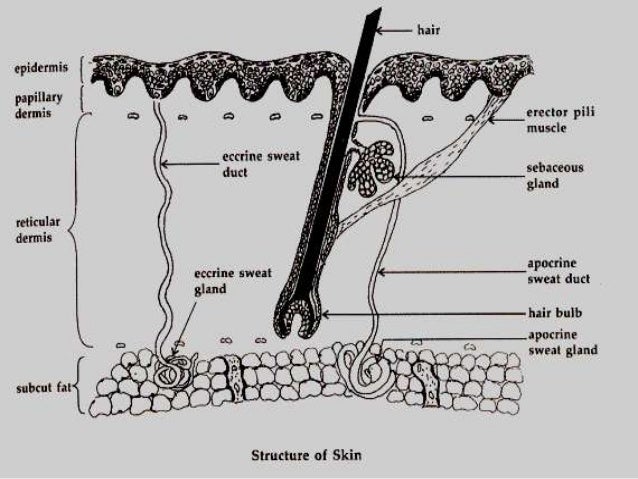 Structure of Skin by Aseem