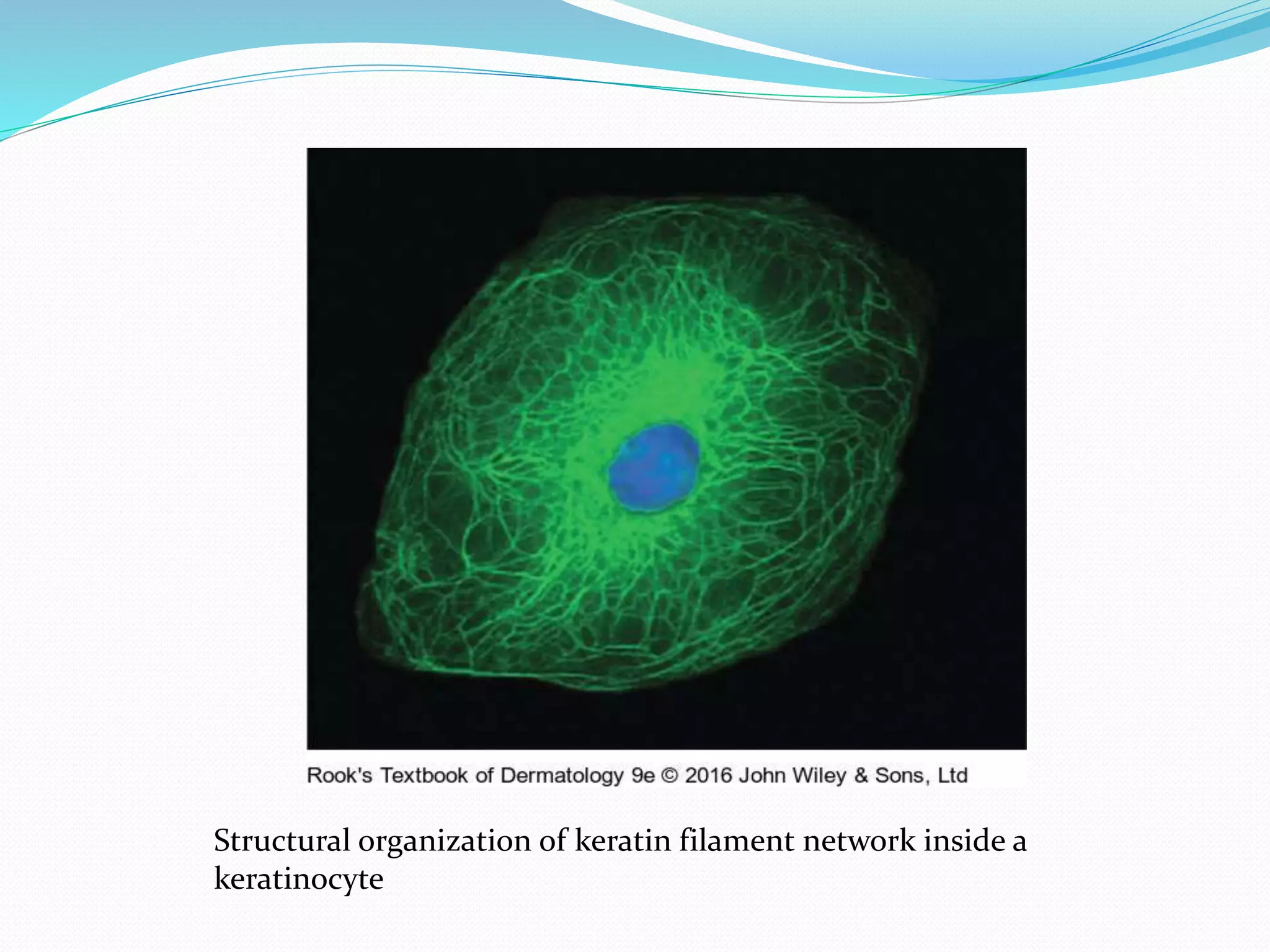 Structure of skin | PPTX