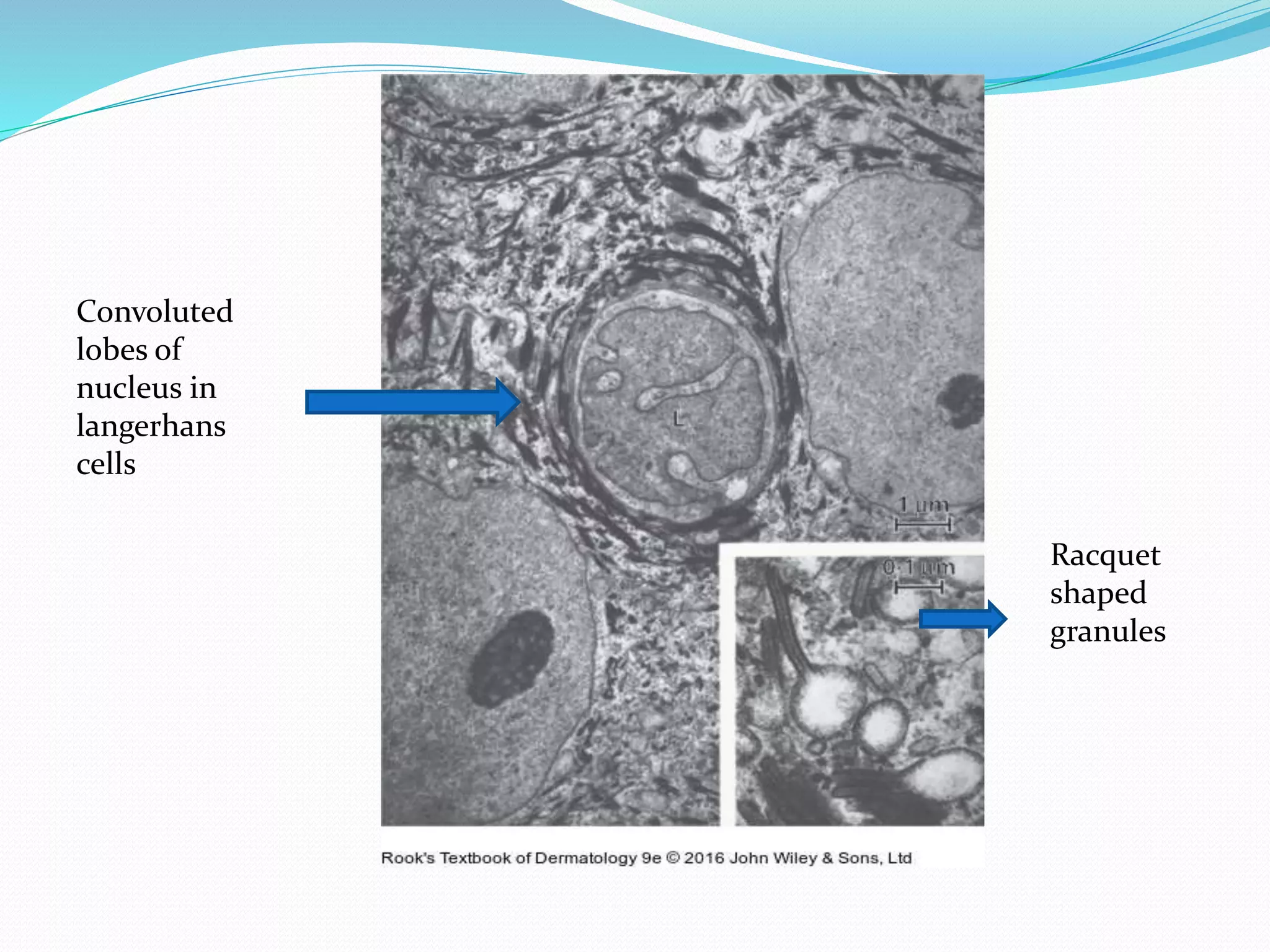 Structure of skin | PPTX