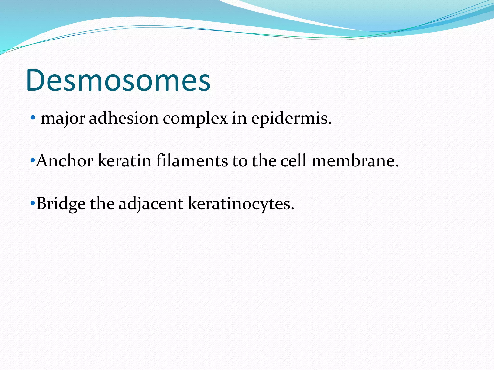 Structure of skin | PPTX