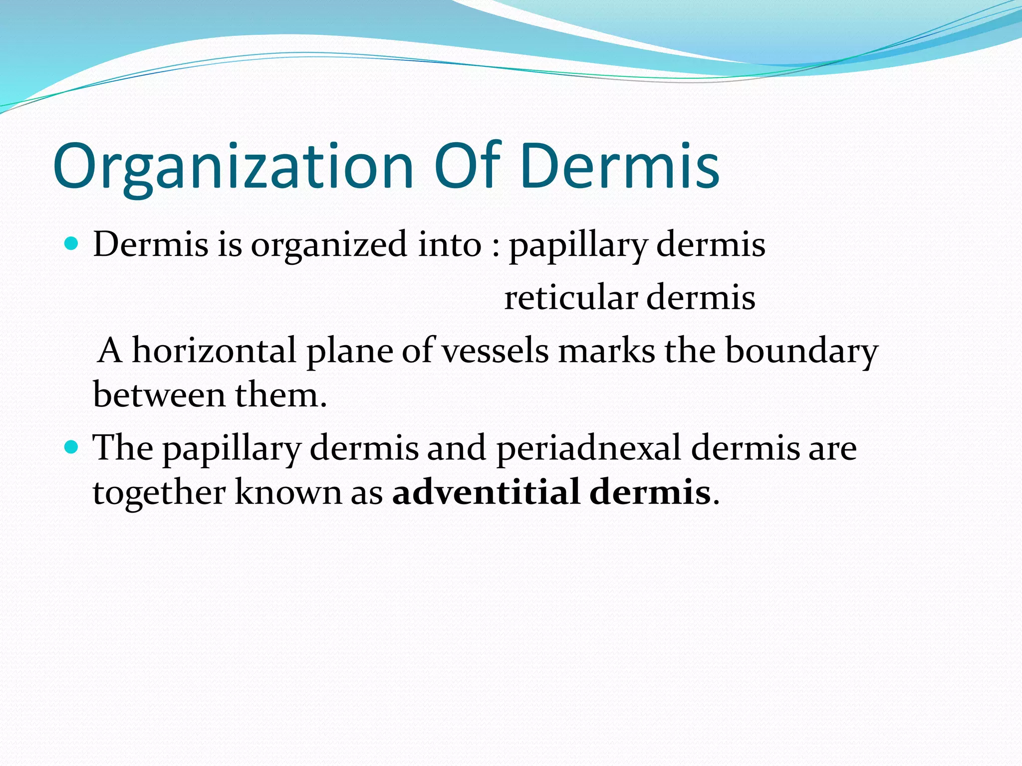 Structure of skin | PPTX