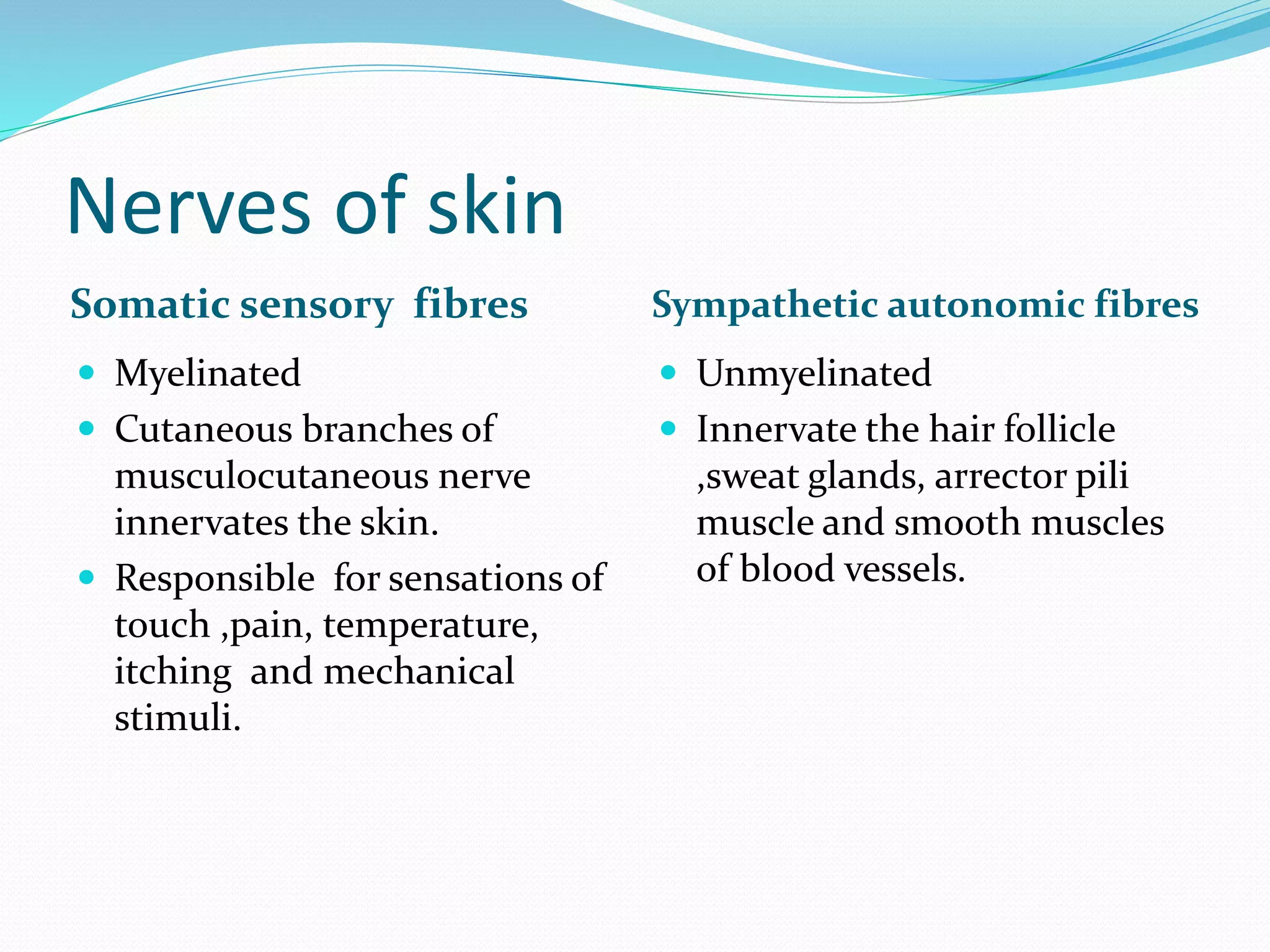 Structure of skin | PPTX