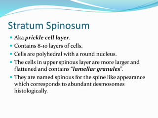Structure of skin | PPTX
