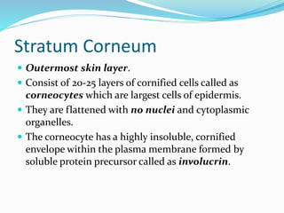 Structure of skin | PPTX
