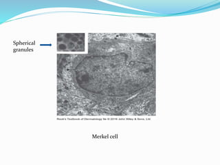 Structure of skin | PPTX