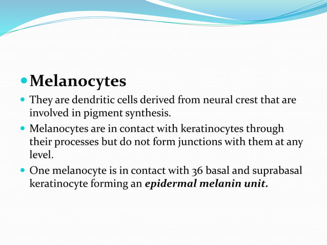 Structure of skin | PPTX | Skin and Dermatology | Diseases and Conditions