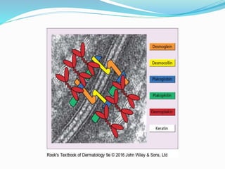 Structure of skin | PPTX