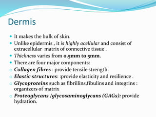 Structure of skin | PPTX