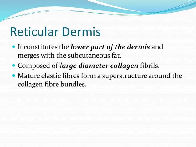 Structure of skin | PPTX | Skin and Dermatology | Diseases and Conditions