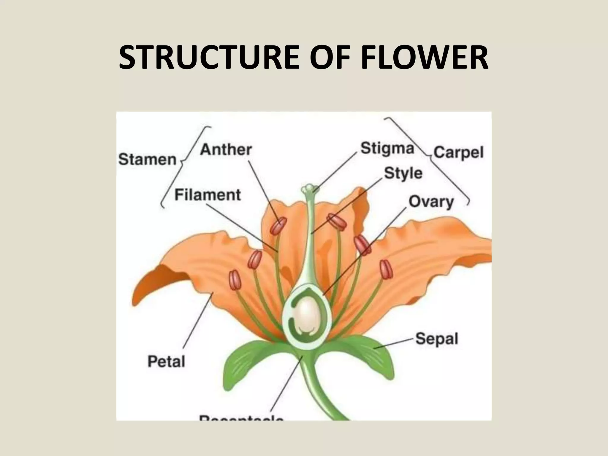 Structure of stamen | PPTX