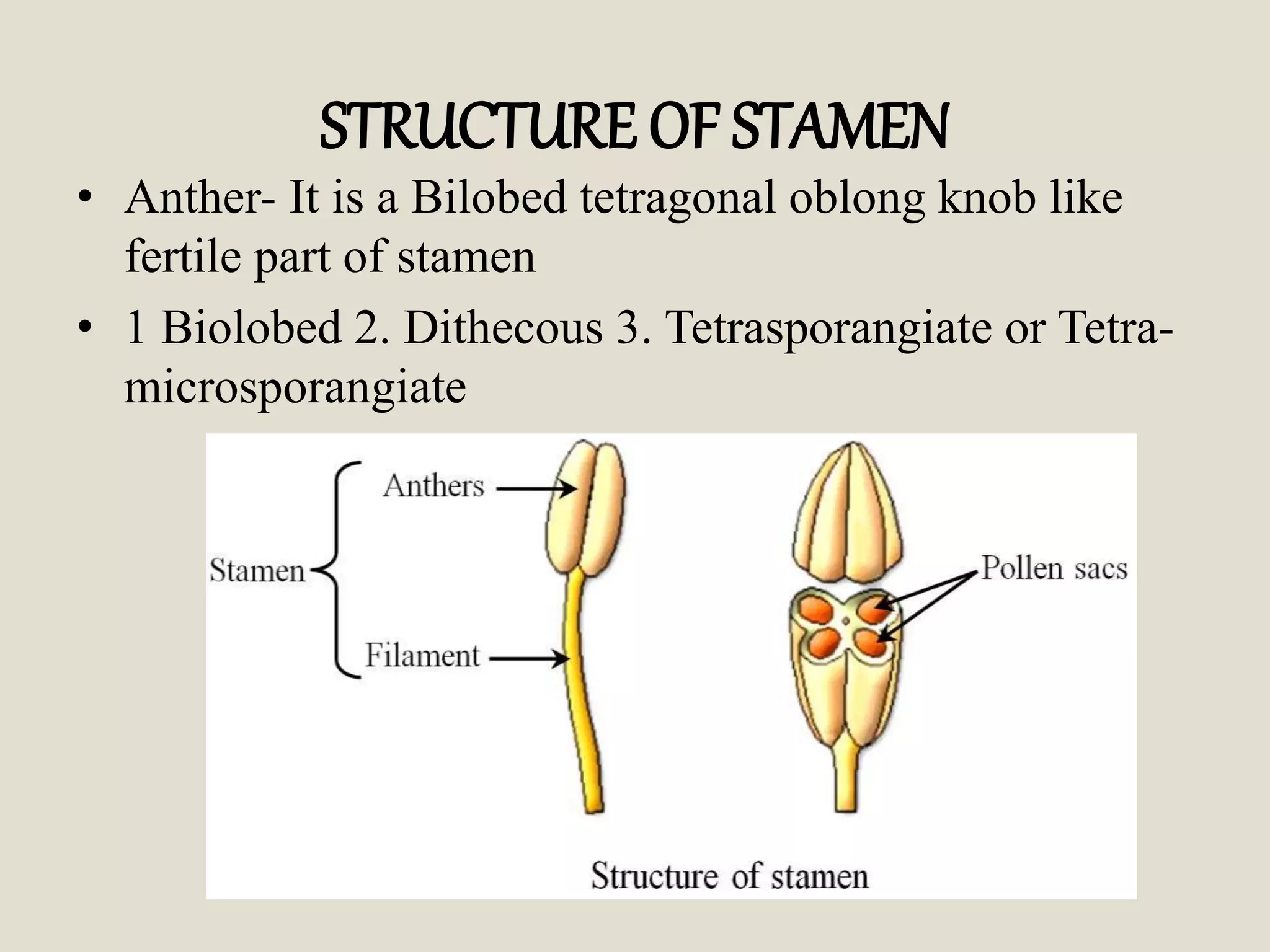 Structure of stamen | PPTX