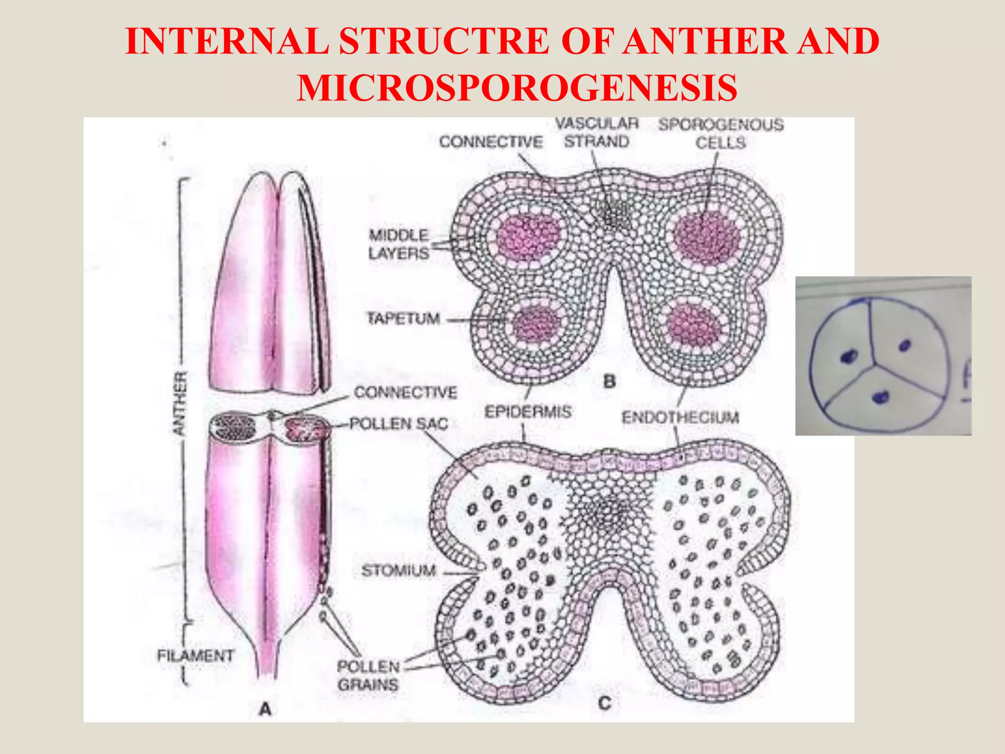 Structure of stamen | PPTX