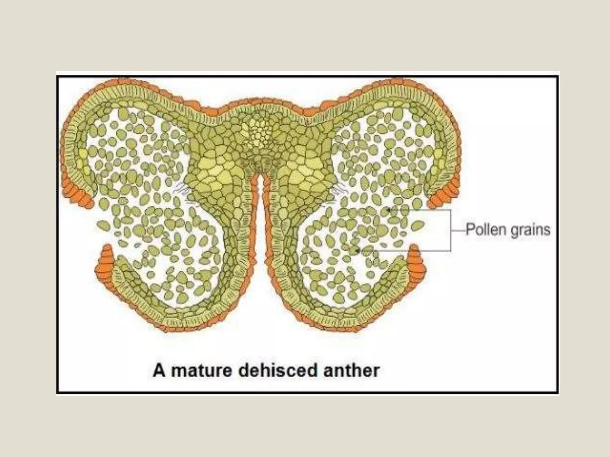 Structure of stamen | PPTX