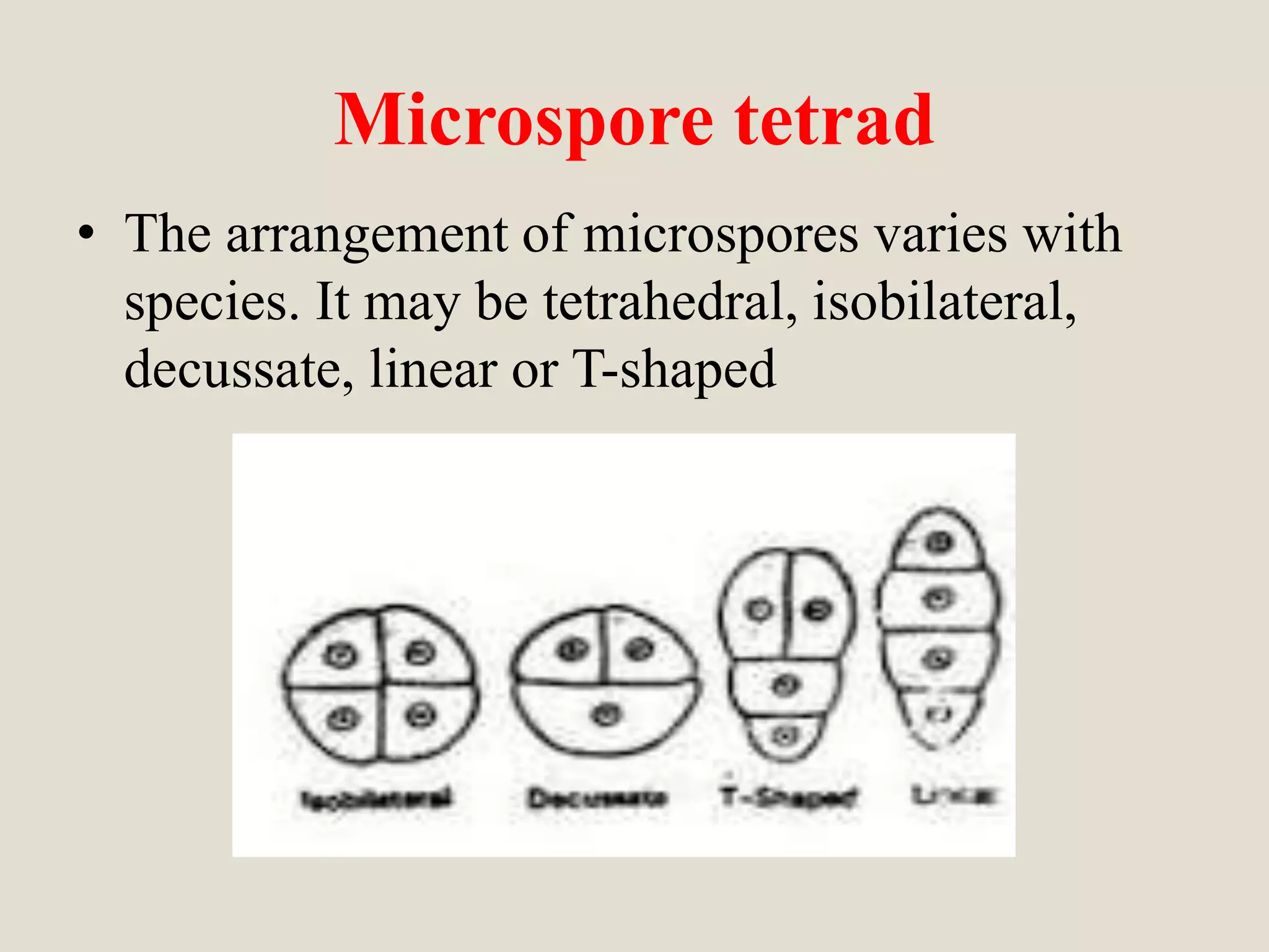 Structure of stamen | PPTX