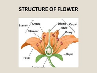Structure of stamen | PPTX