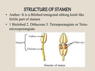 Structure of stamen | PPTX