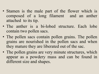 Structure of stamen | PPTX