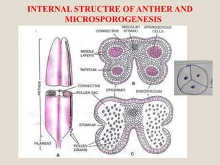 Structure of stamen | PPTX