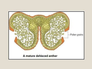 Structure of stamen | PPTX