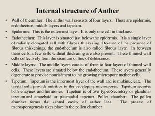 Structure of stamen | PPTX
