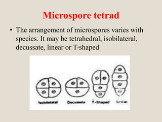 Structure of stamen | PPTX