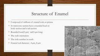 Structure of teeth.pptx aa.pptx
