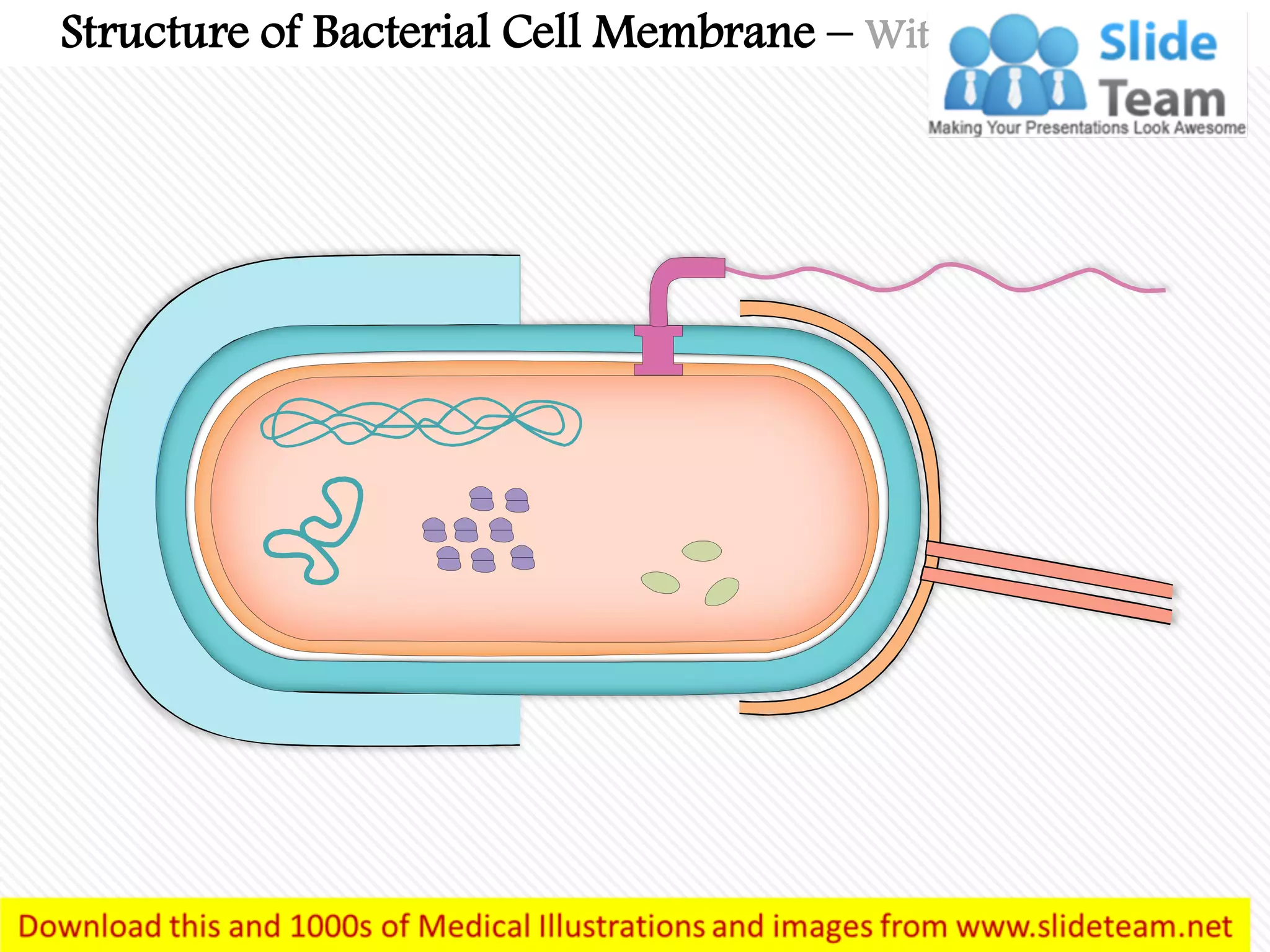 Structure of the bacterial cell membrane medical images for power point | PPT