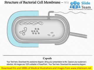 Structure of the bacterial cell membrane medical images for power point | PPT