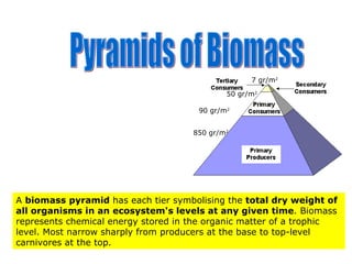 Structure Of The Ecosystem | PPT